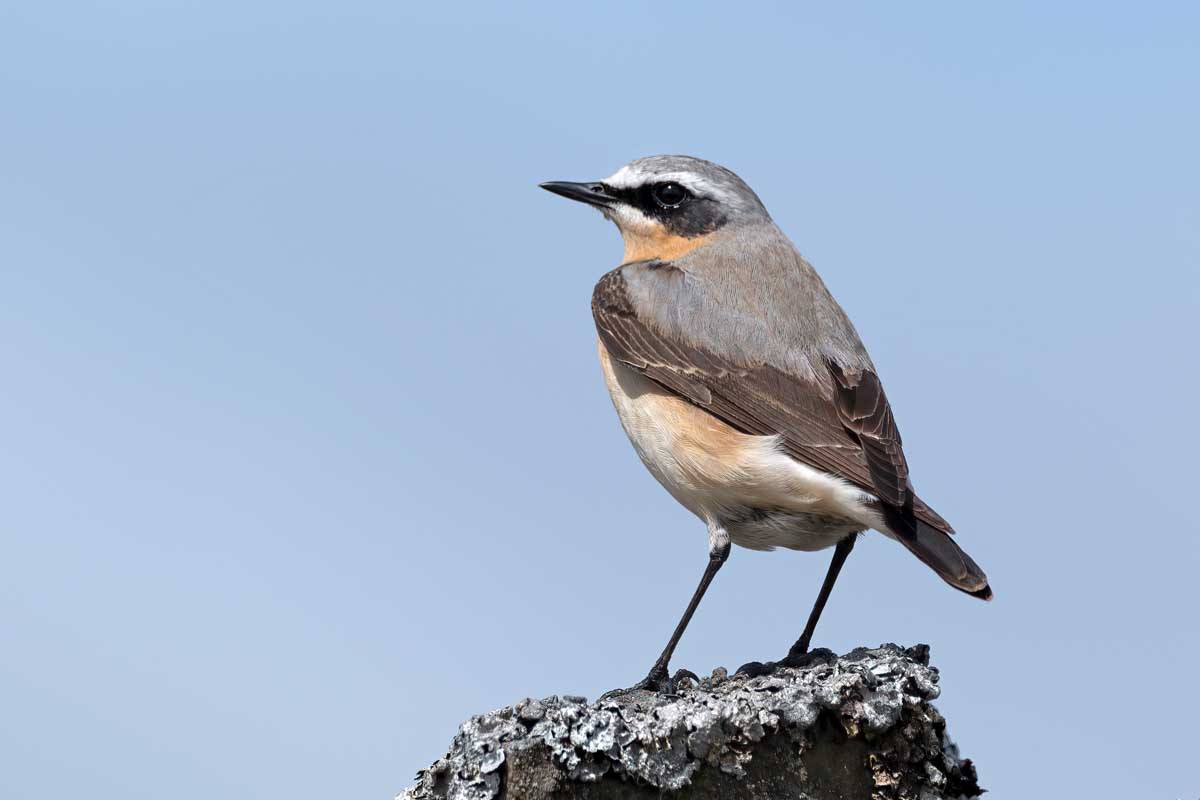 How to Photograph Small Birds: Tips for Stunning Wildlife Shots