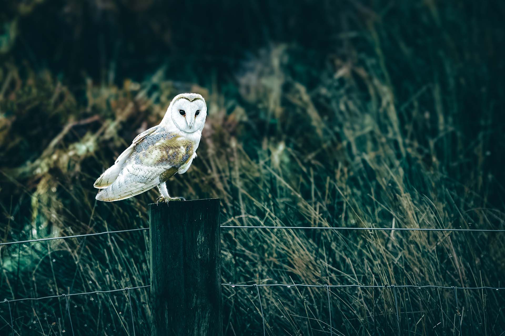 Nikon Z50 for Wildlife Photography | by Scott Pollard