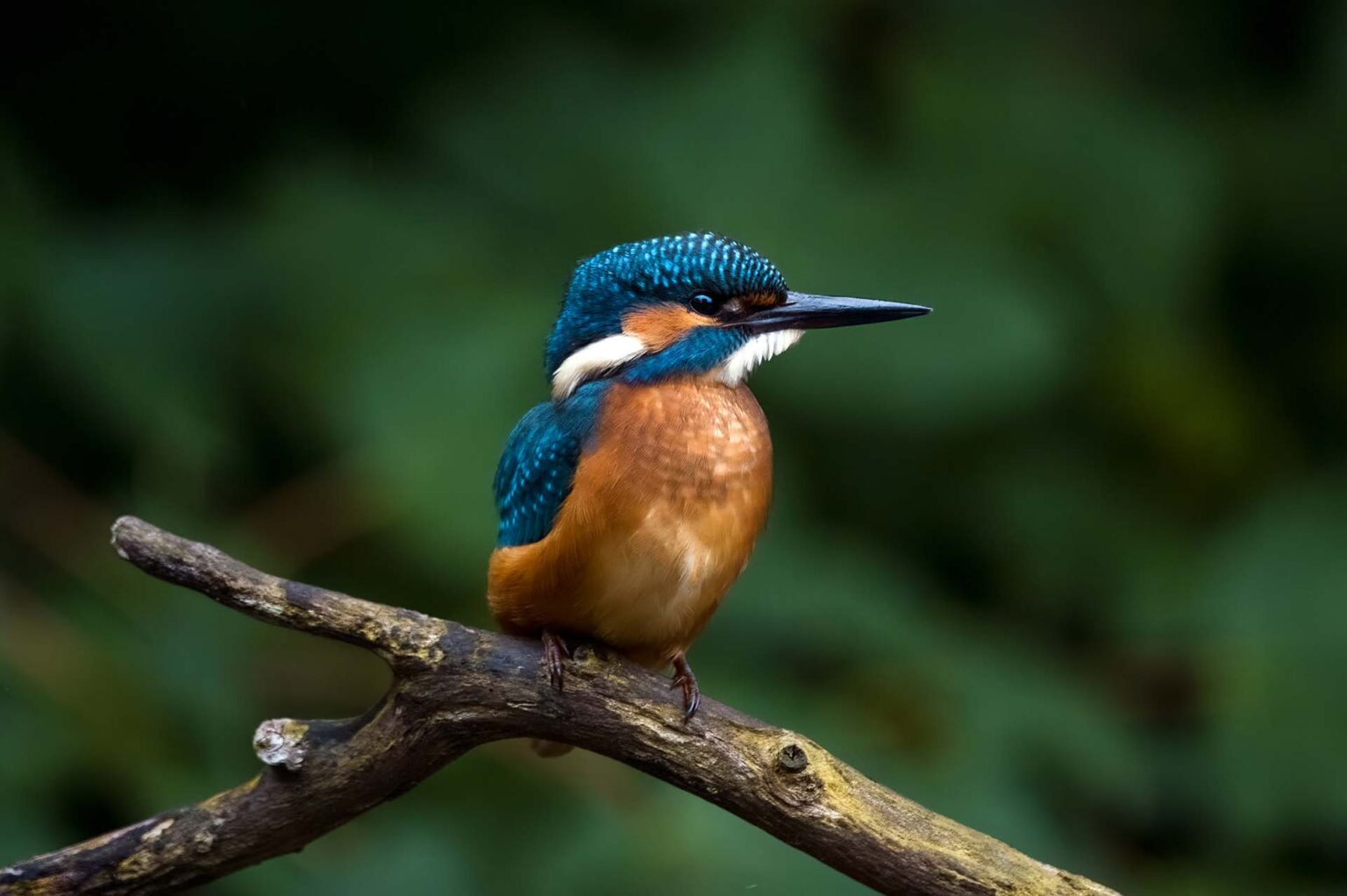 Nikon Z50 for Wildlife Photography | by Scott Pollard