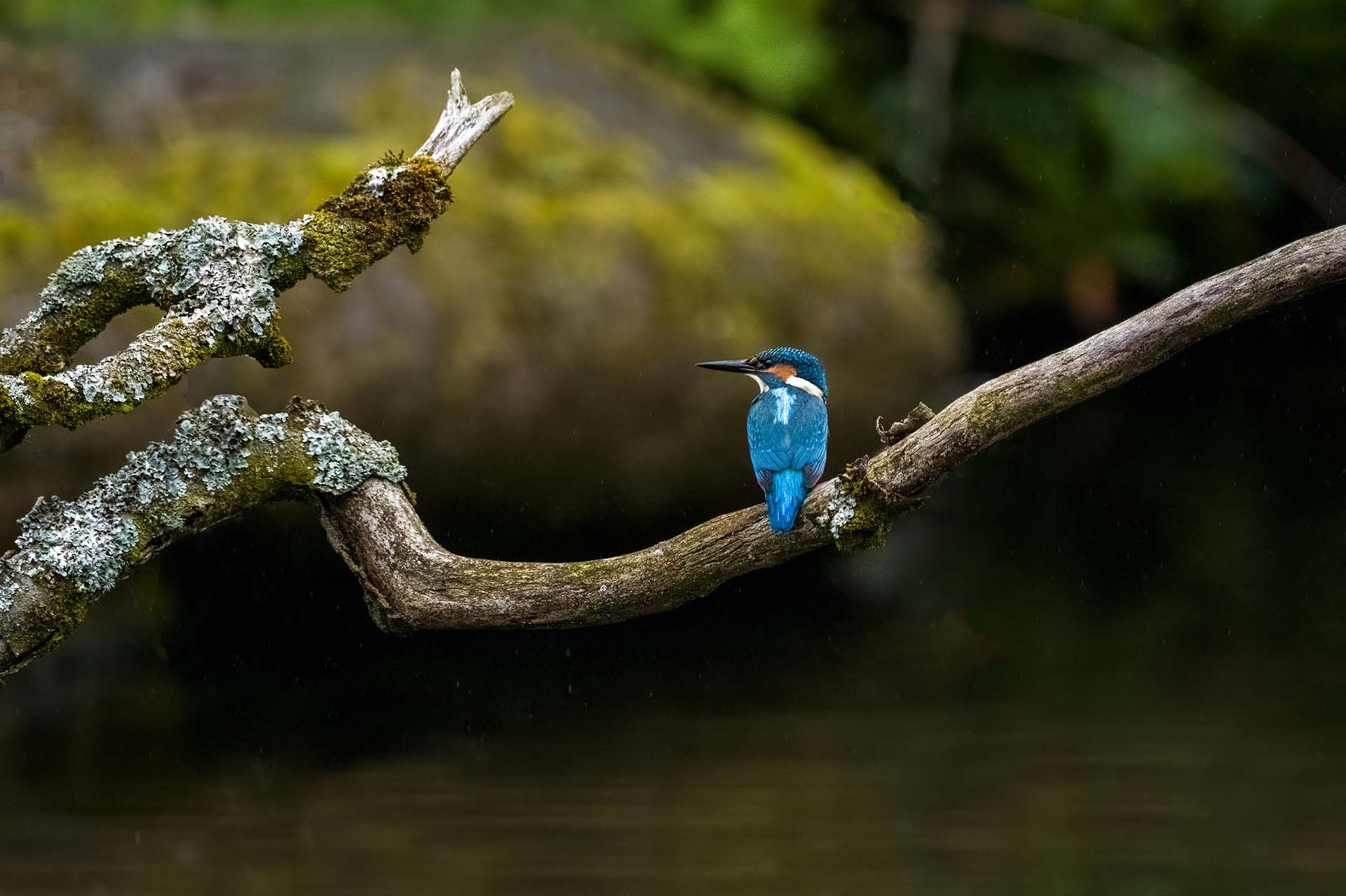 How to Photograph Kingfishers - A Complete Guide
