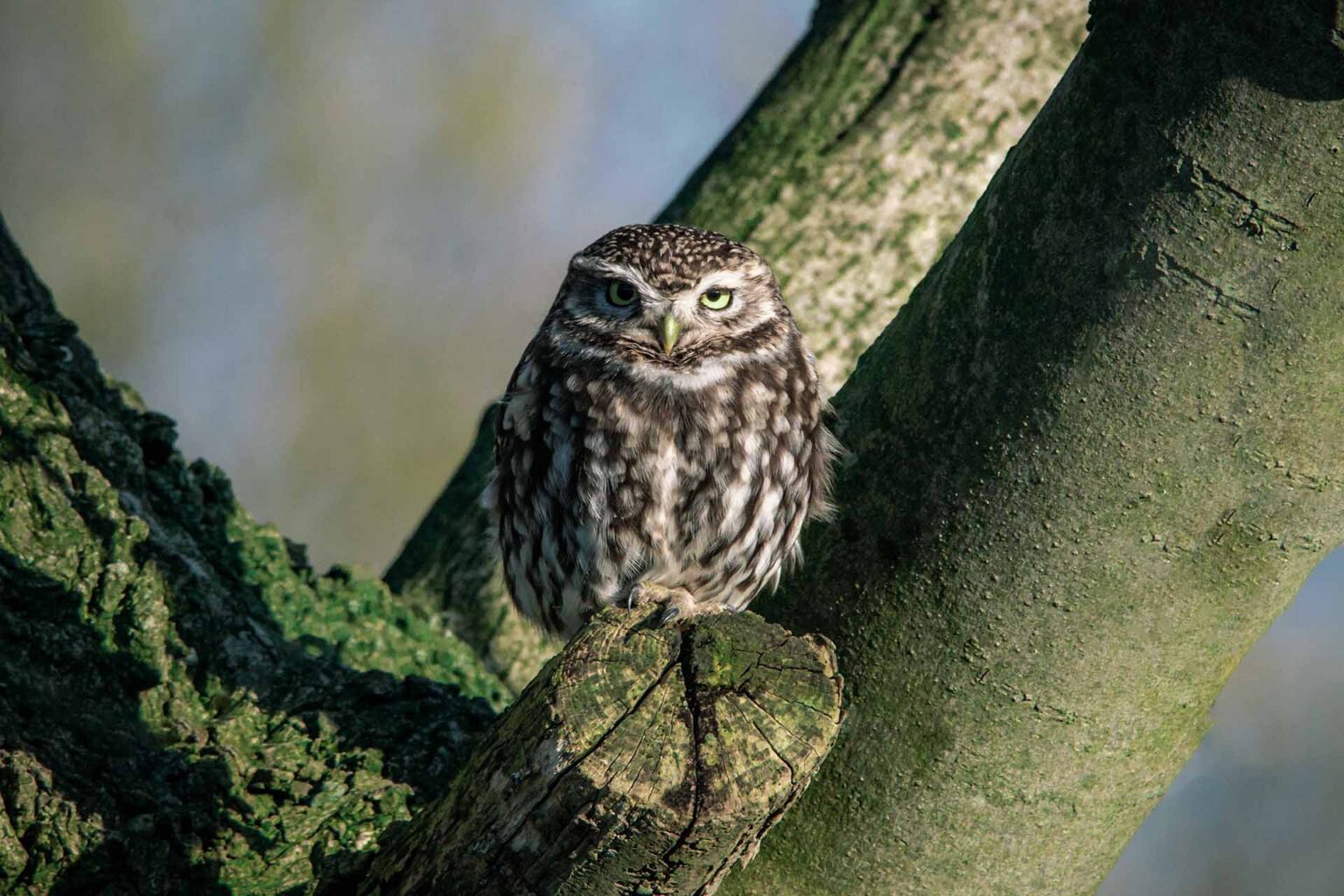 Nikon Z50 for Wildlife Photography | by Scott Pollard