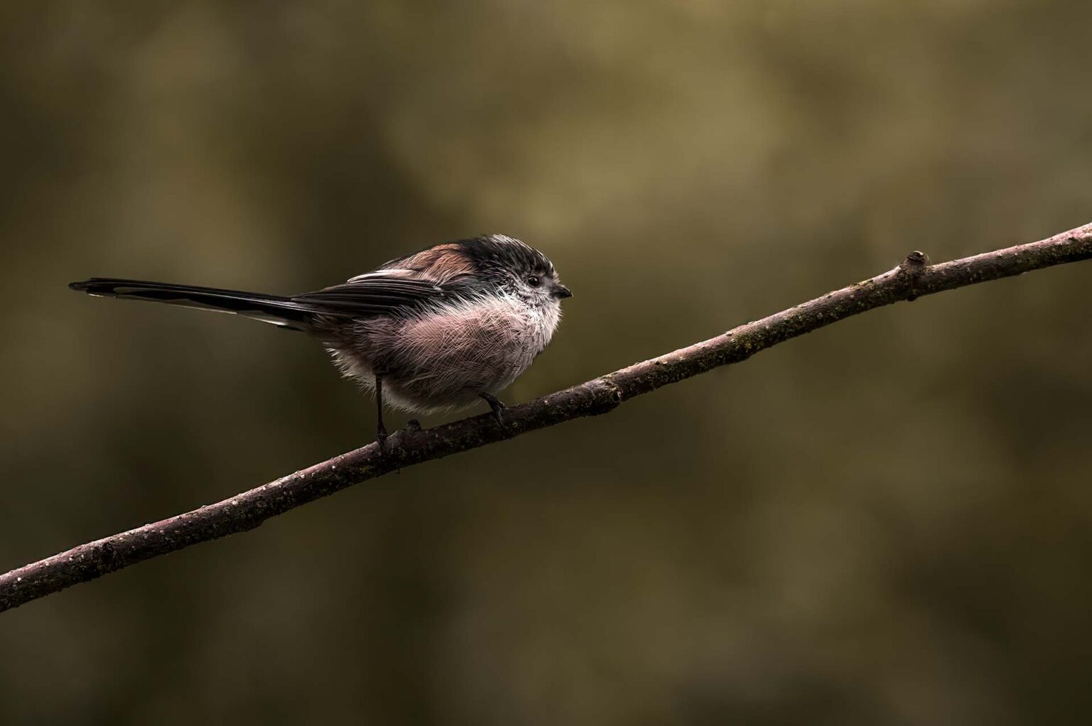 How to Photograph Small Birds - Wildlife Photography Blog