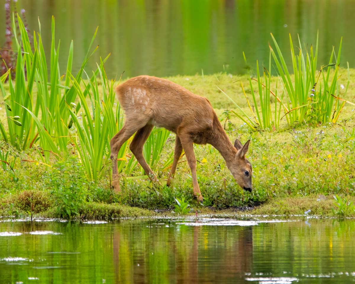 How to get close to wild animals - Wildlife Photography Blog