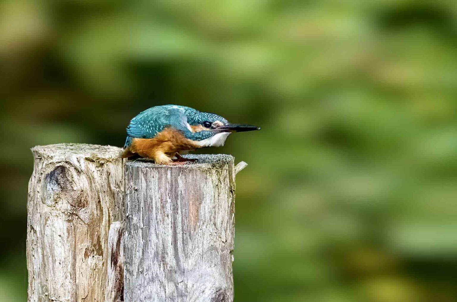 How to Photograph Kingfishers - A Complete Guide