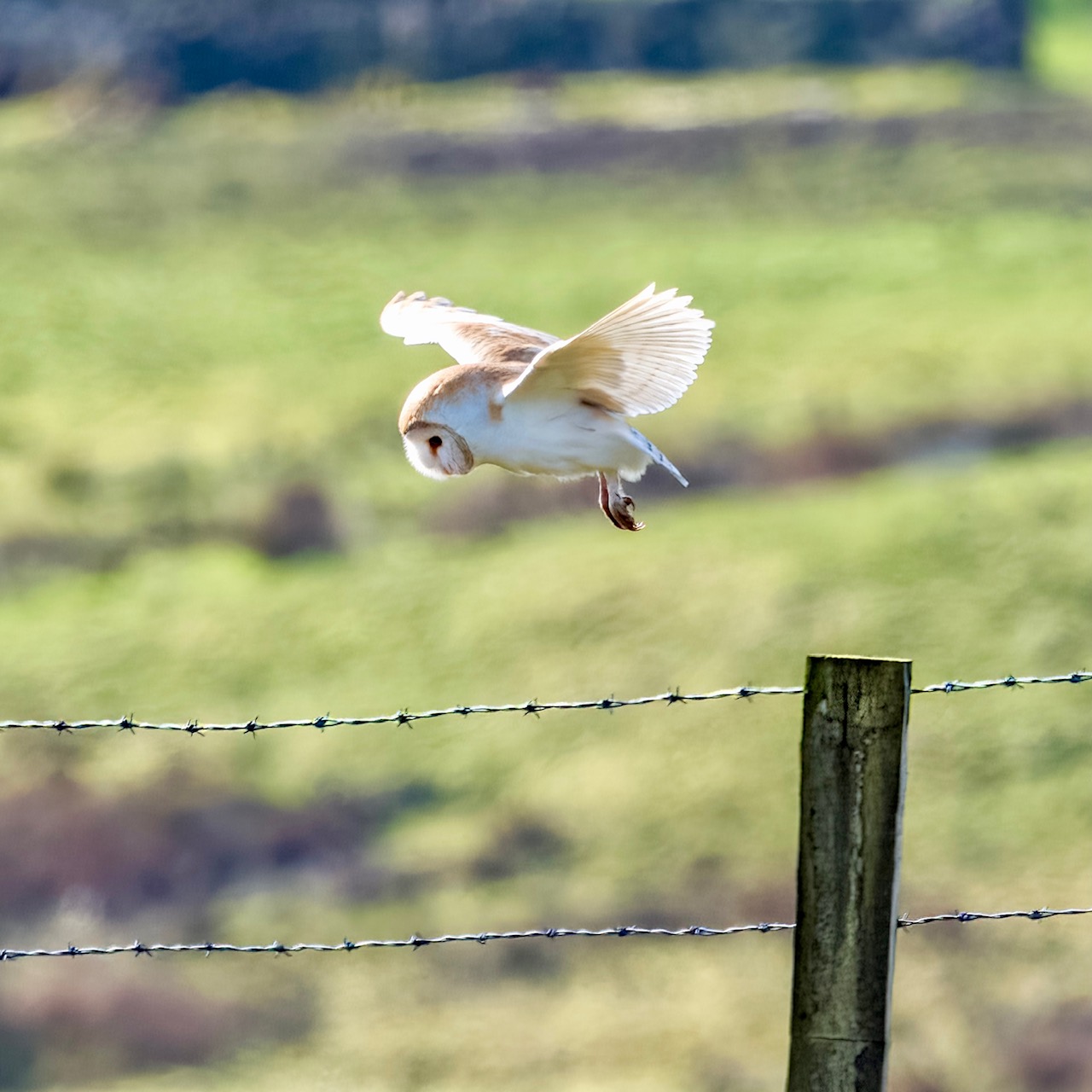 Barn Owl - How I got the photograph