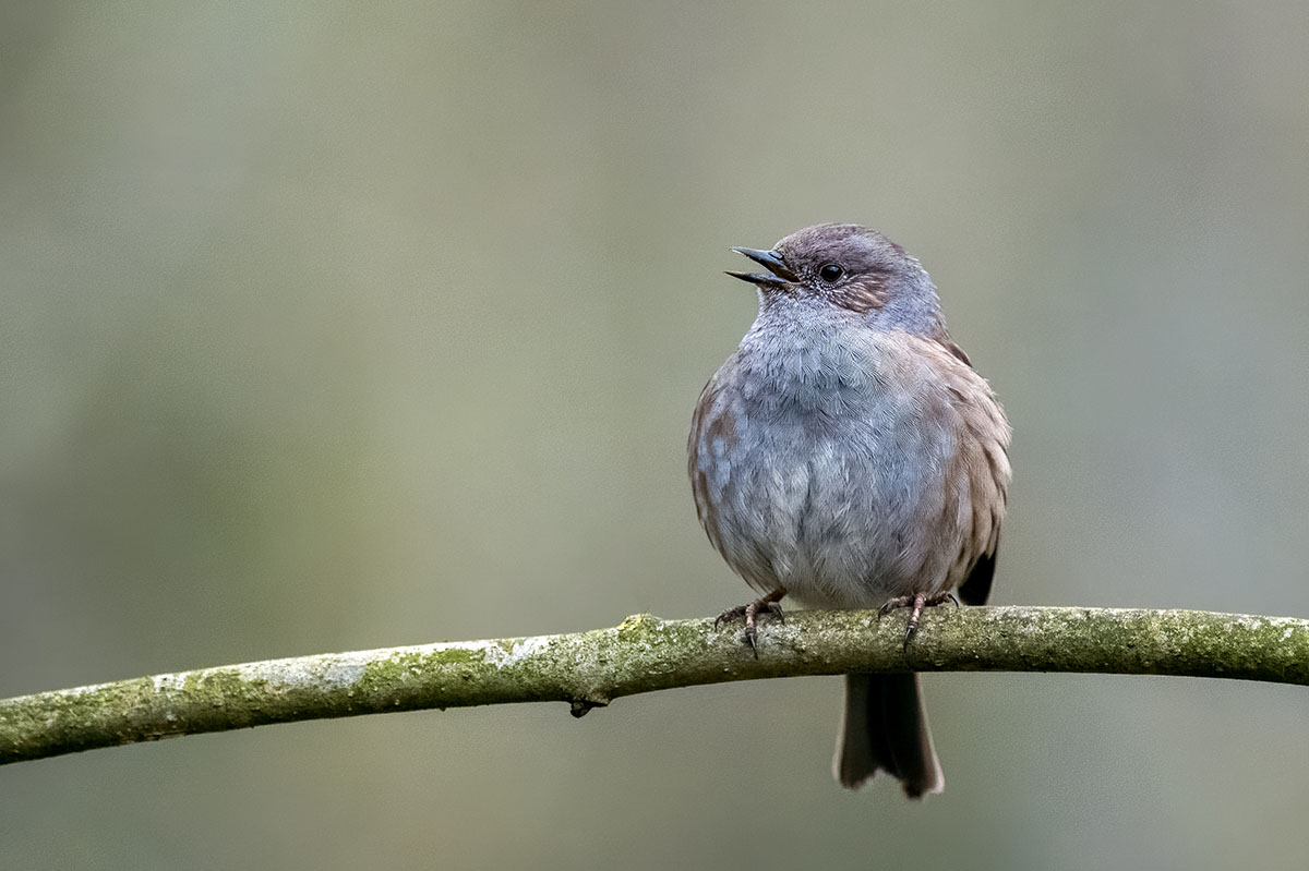 Wildlife Photography Adventure at Brockholes Nature Reserve