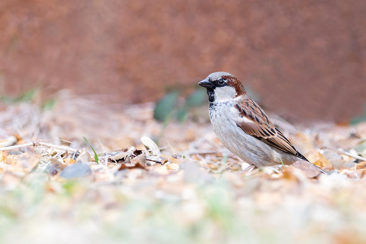 Photographing Sparrows in our Garden