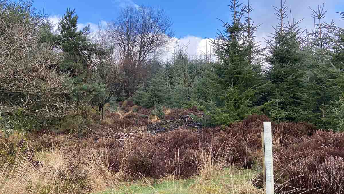 From Meadow Pipits to Red Grouse: Exploring Longridge Fell