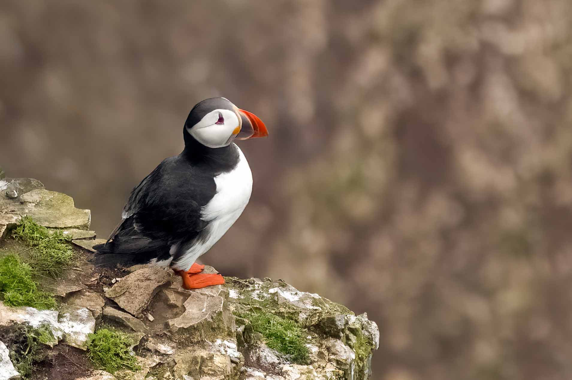 Puffins, Gannets & Guillemots: Our Epic Journey to RSPB Bempton Cliffs