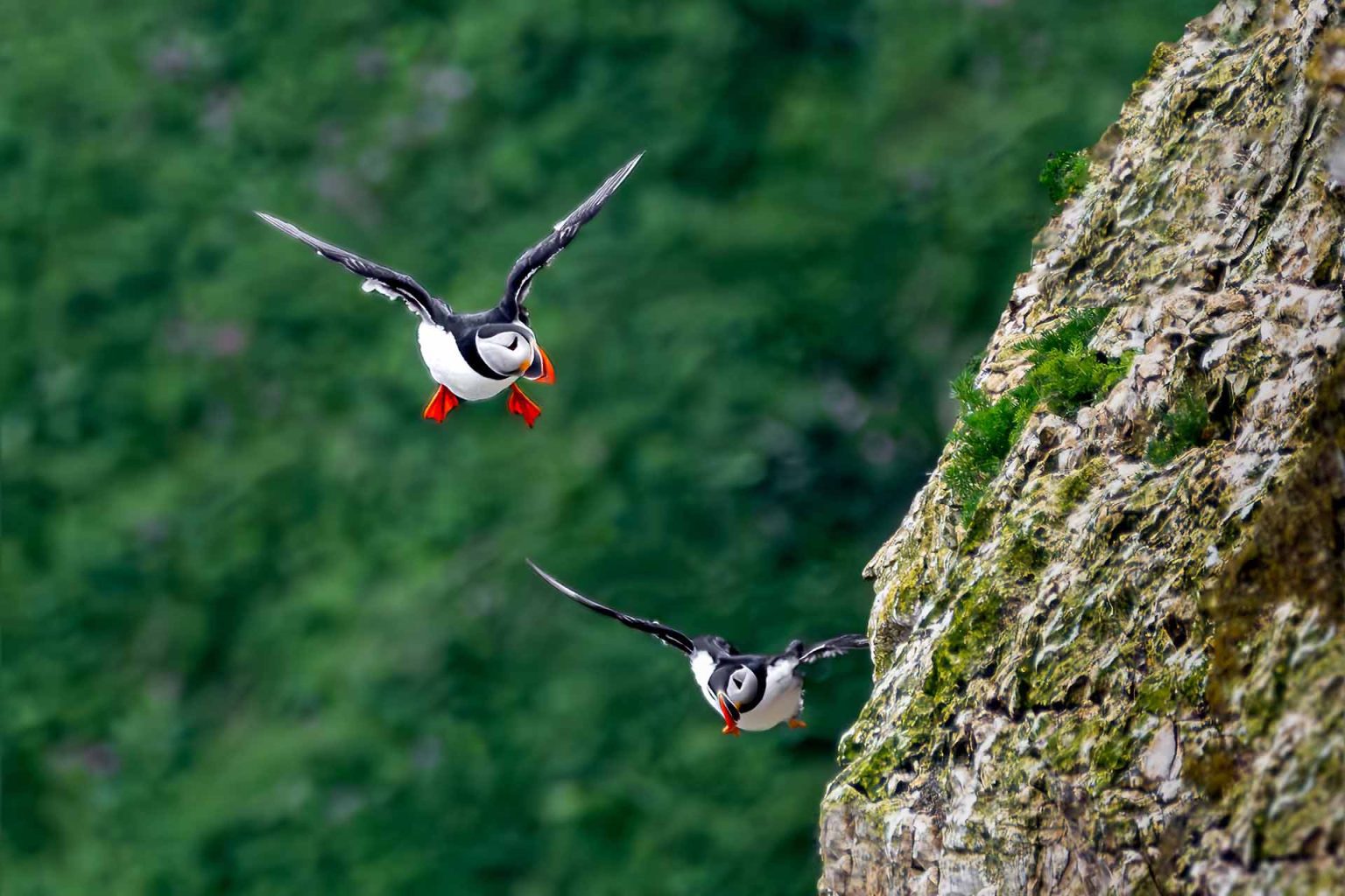 Nikon Z50 Long-Term Wildlife Photography Review (2024)