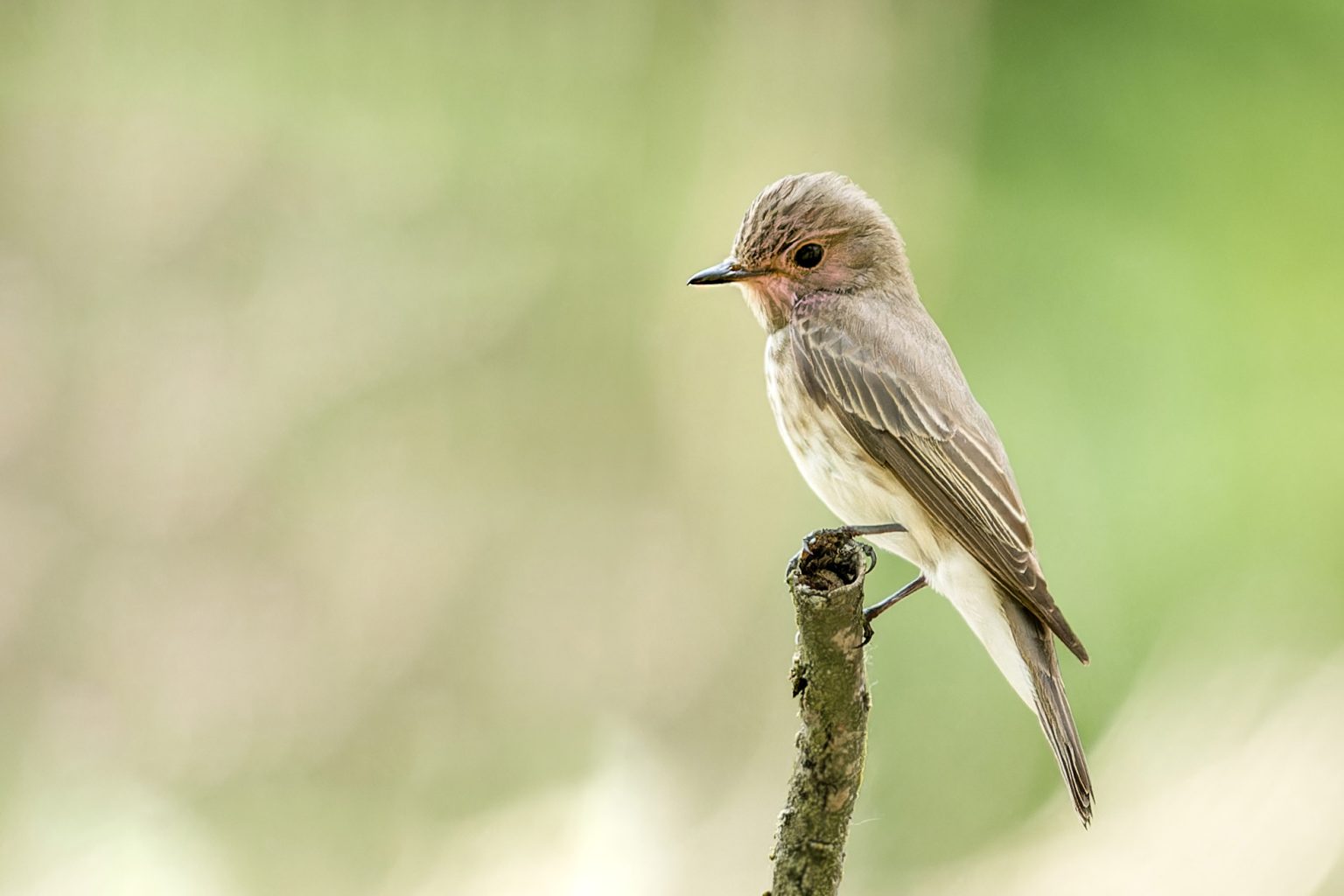 Nikon Z50 Long-Term Wildlife Photography Review (2024)