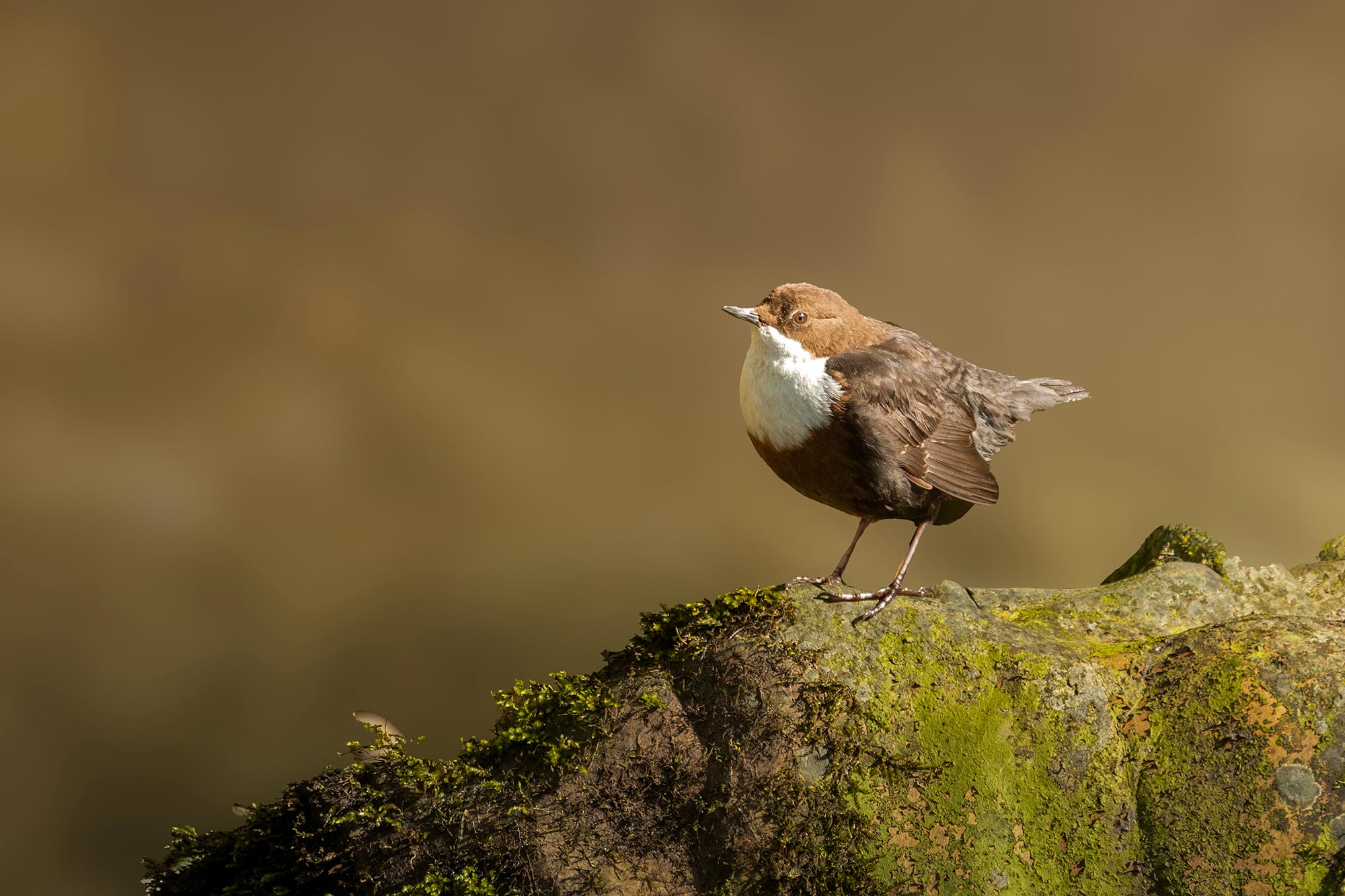 Nikon Z50 Long-Term Wildlife Photography Review (2024)