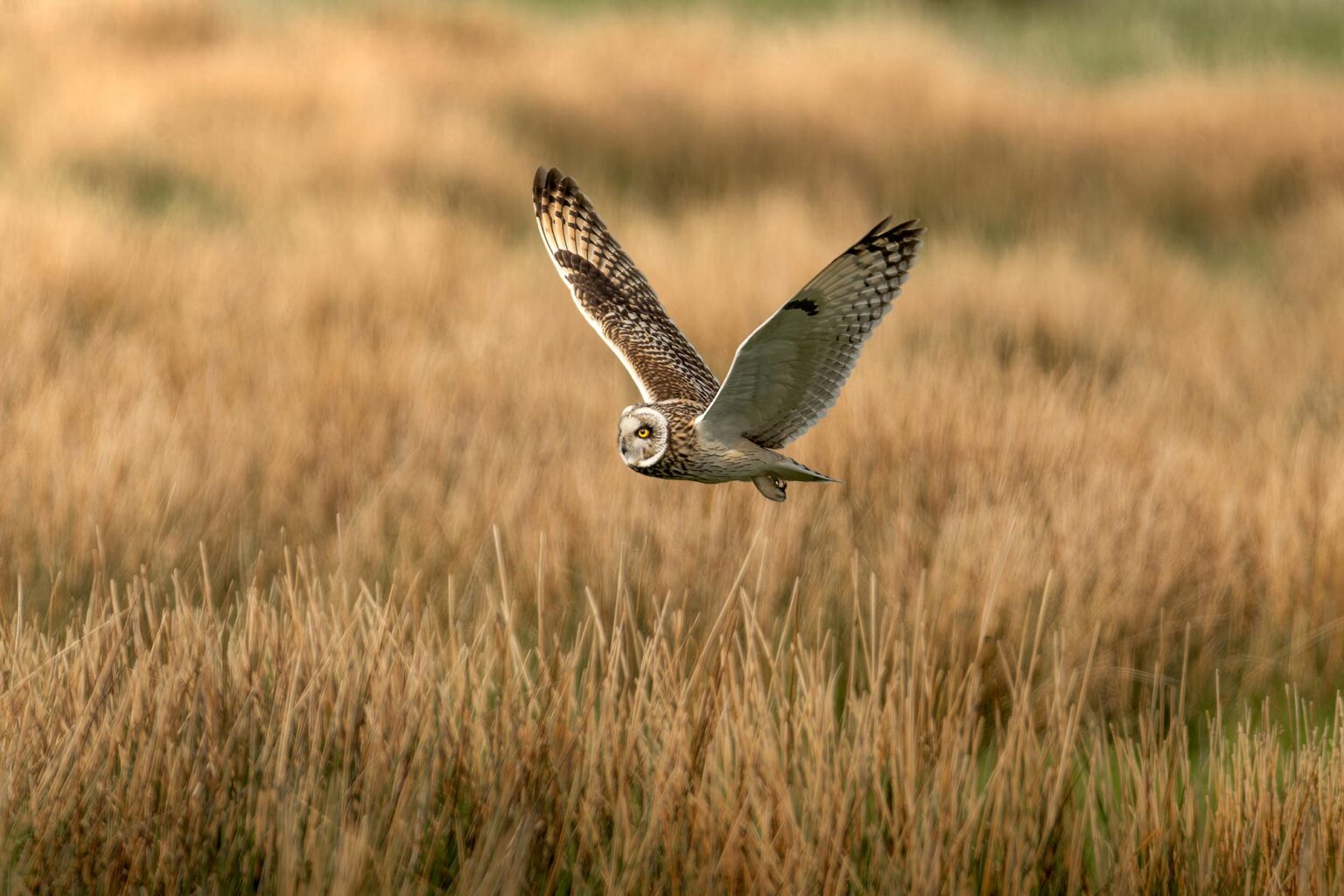 Nikon Z50 Long-Term Wildlife Photography Review (2024)