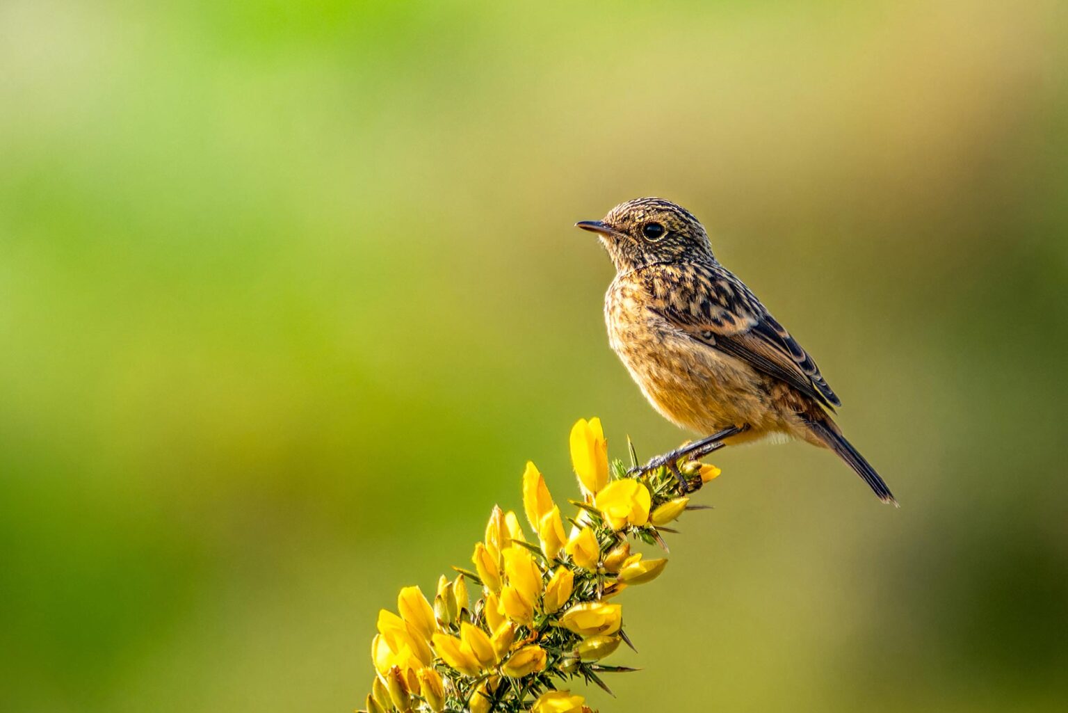 Nikon Z50 vs Nikon Z50 II for Wildlife Photography