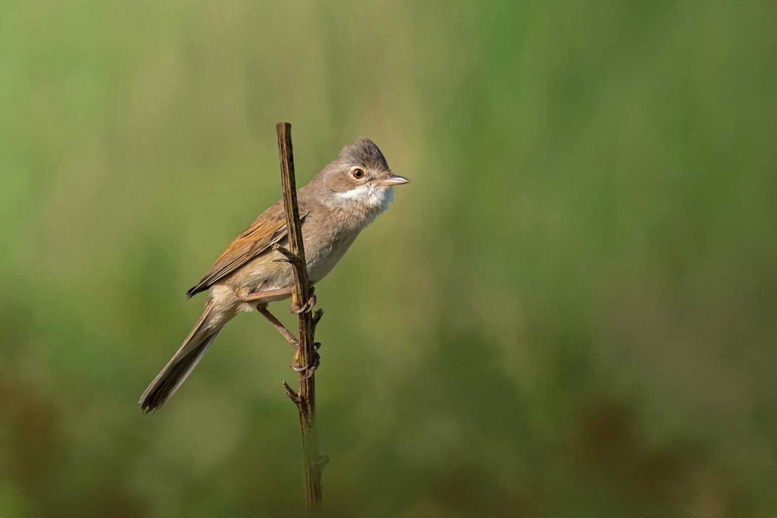 Nikon Z50 Long-Term Wildlife Photography Review (2024)