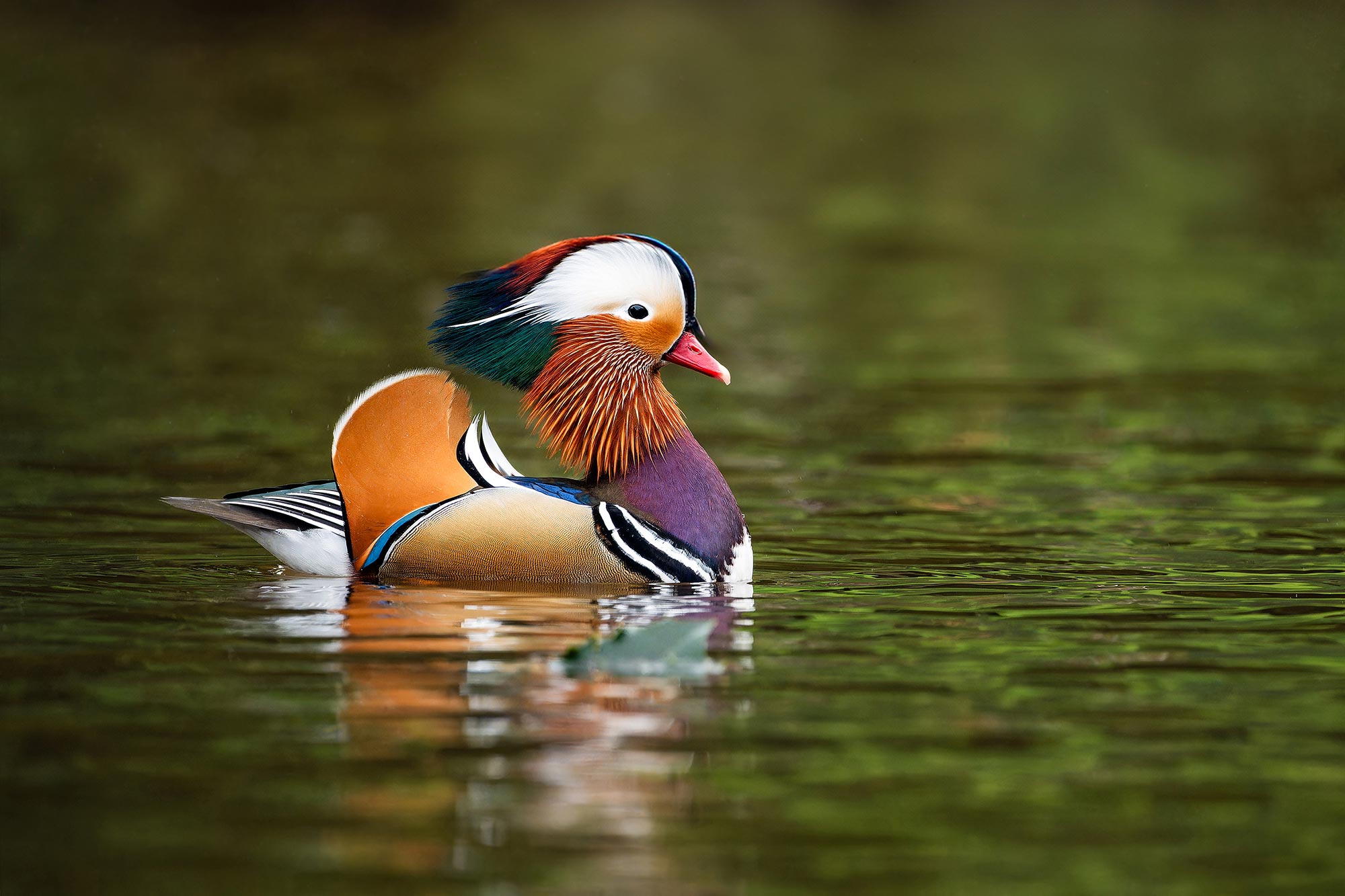 Nikon Z50 Long-Term Wildlife Photography Review (2024)